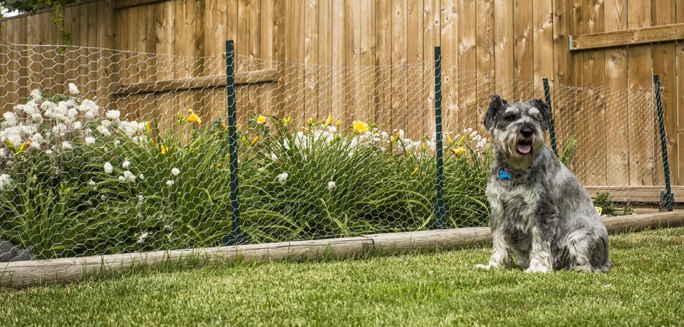 Fencing keeps animals in – or out